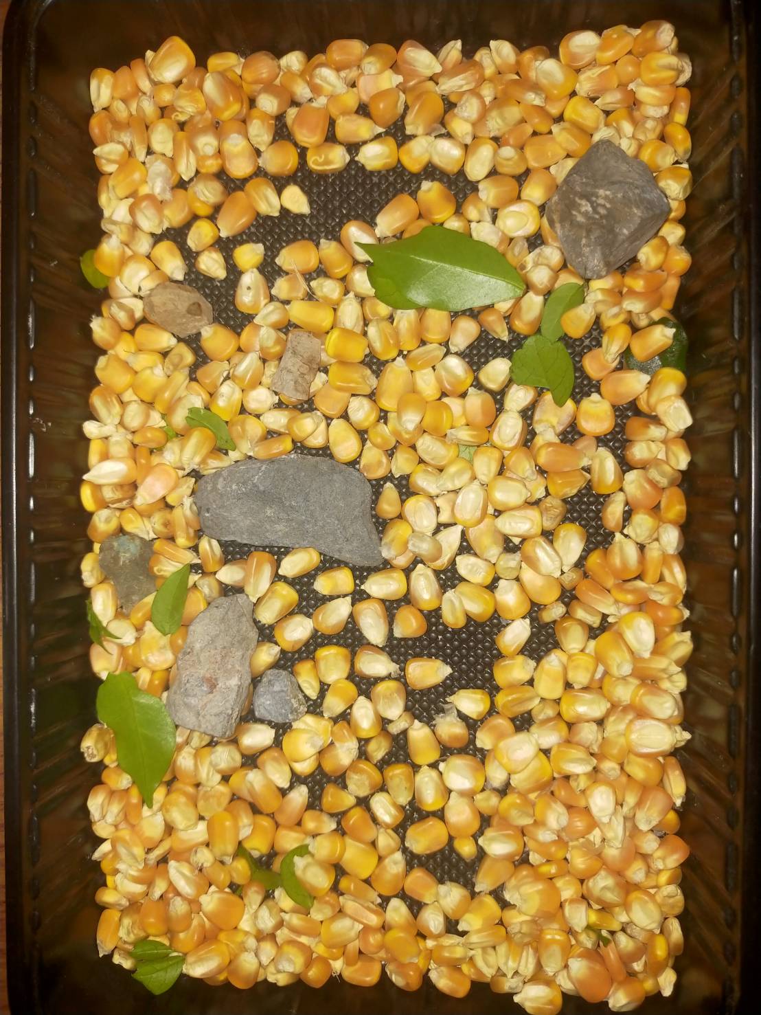 not corn Object Detection Dataset by KU