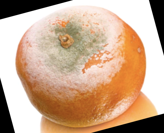 Oranges Model Object Detection Dataset (v2, 2023-07-08 3:46pm) by Fathan Shani Putra A