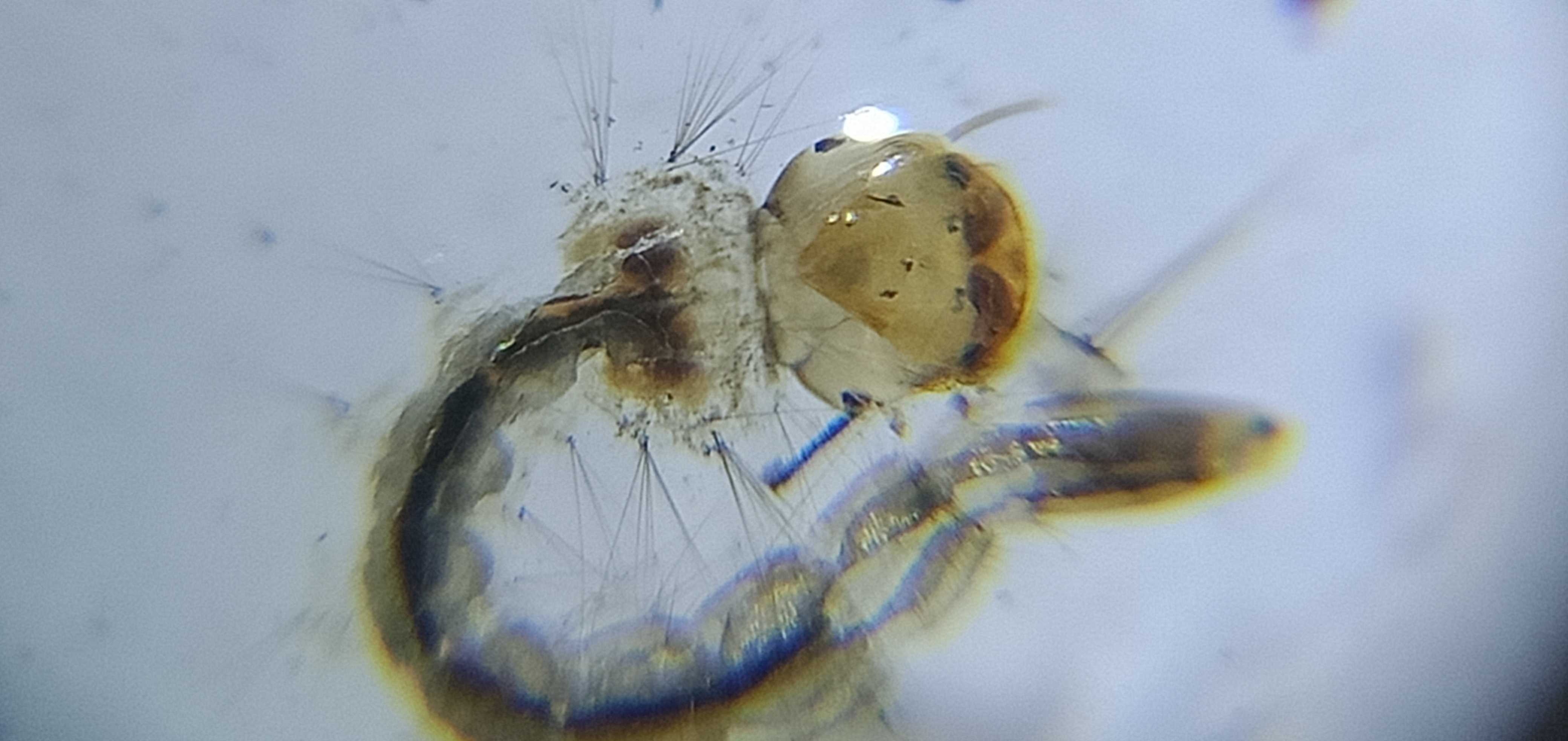 Mosquito Larvae Thesis Object Detection Dataset and Pre-Trained Model by ThesisMosquitoLarvae