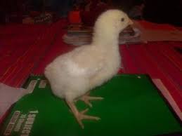 Broiler Chicken Detection Object Detection Dataset by Broiler chicken