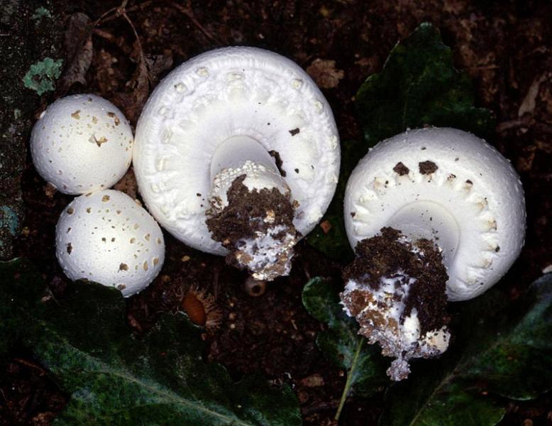 Mushroom Detector Object Detection Dataset By Yolo Projekti
