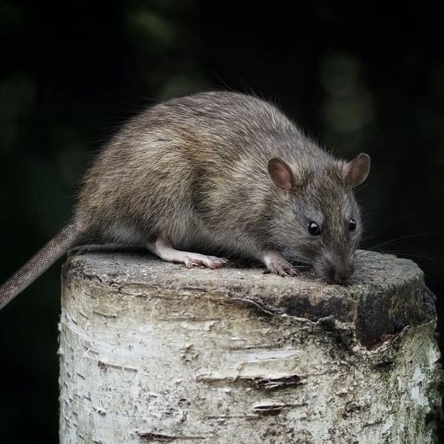 Rat Detection Object Detection Dataset And Pre Trained Model By Vit