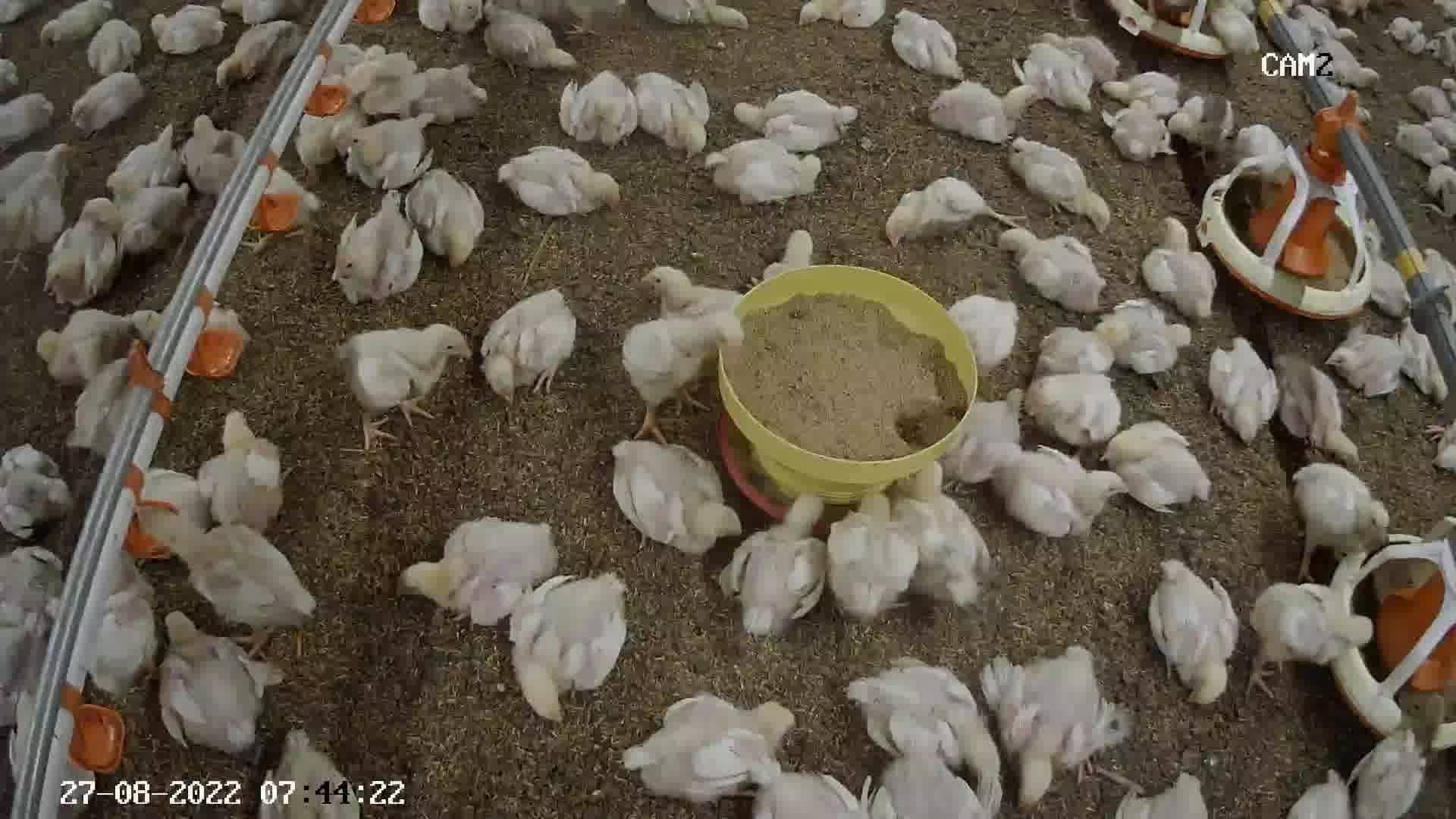 broiler Object Detection Dataset by Study