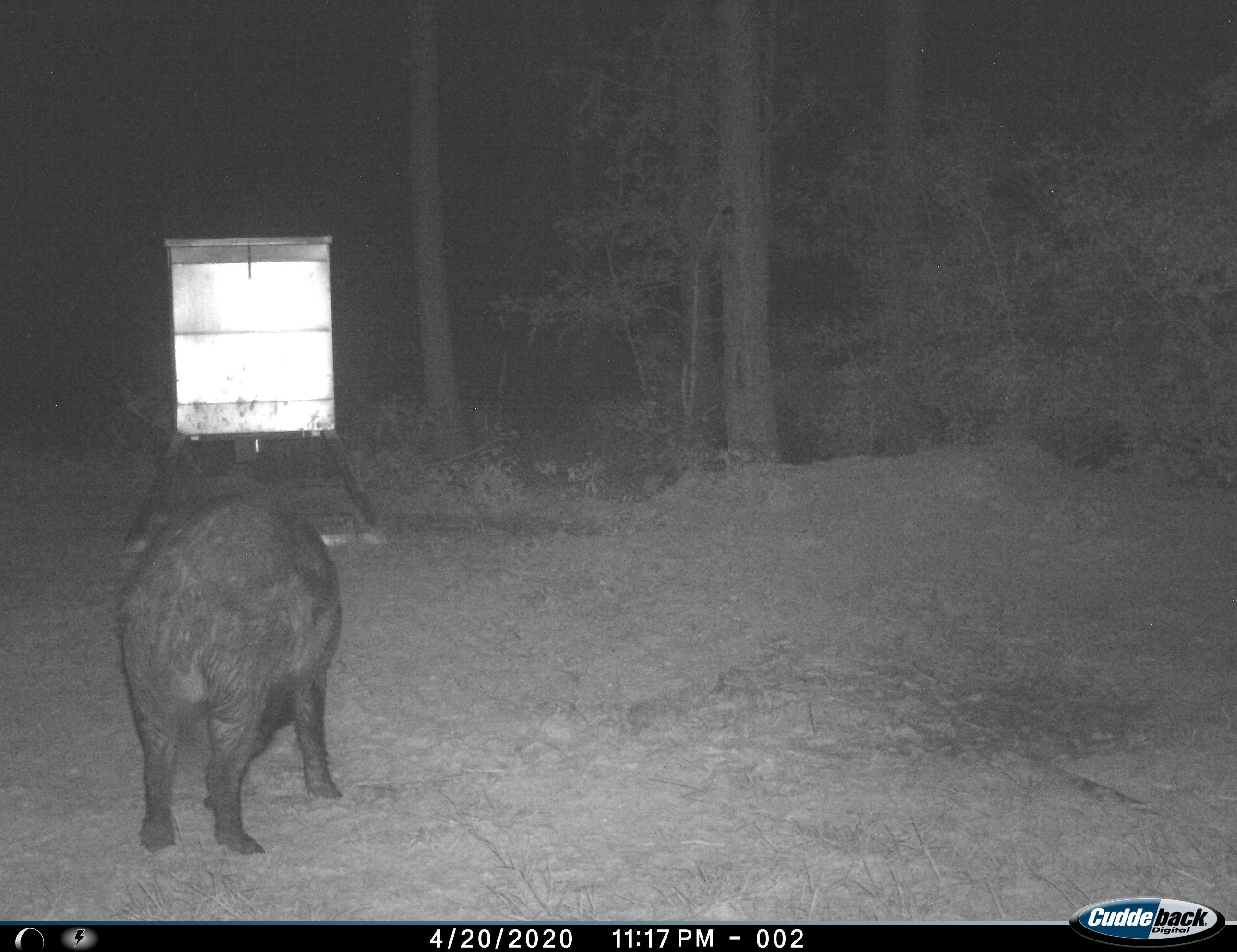 hog Object Detection Dataset by JeonjuUniv