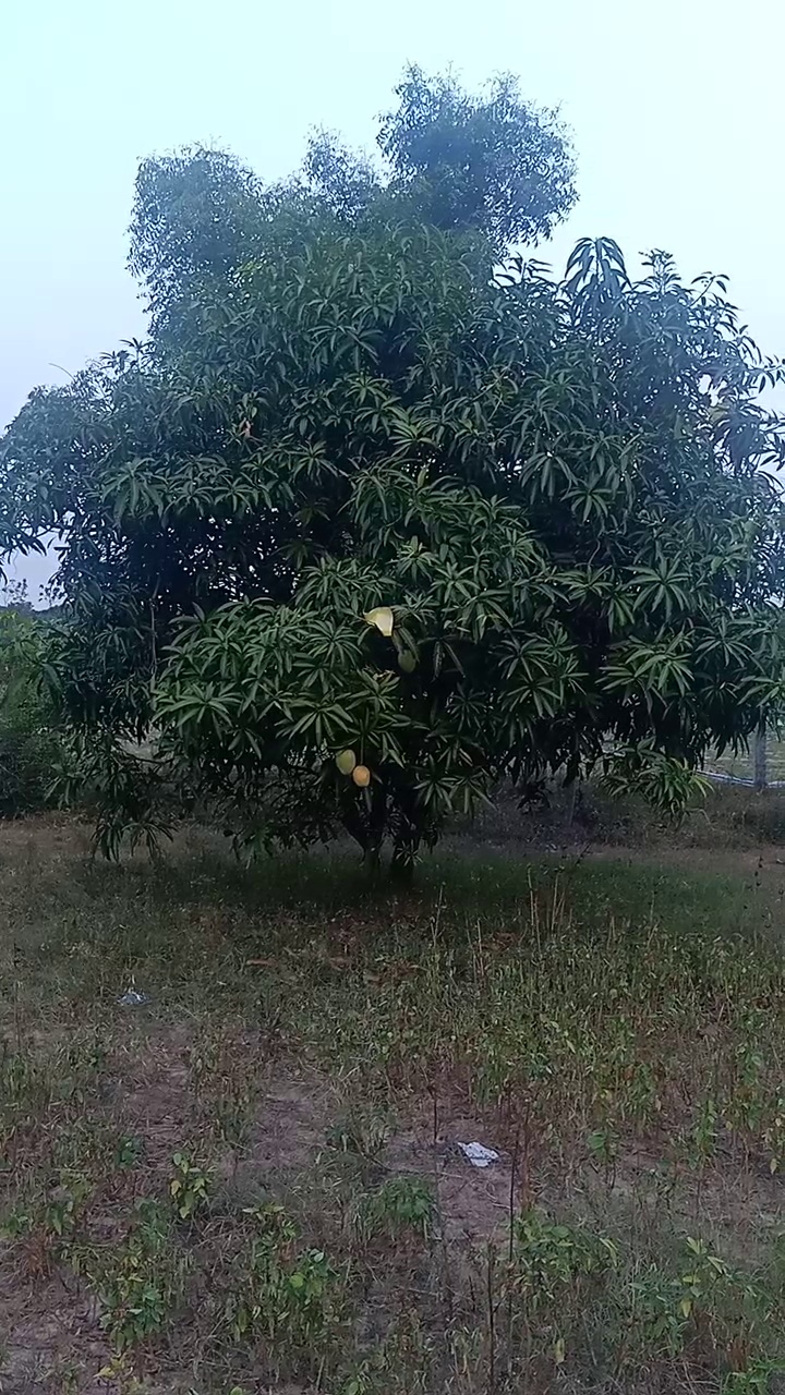 Mango Detection 2 Object Detection Dataset By Dataset