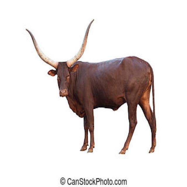 Cattle Detection Classification Dataset and Pre-Trained Model by Cattle