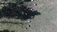 Aerial Sheep Object Detection Dataset and Pre-Trained Model by Riis