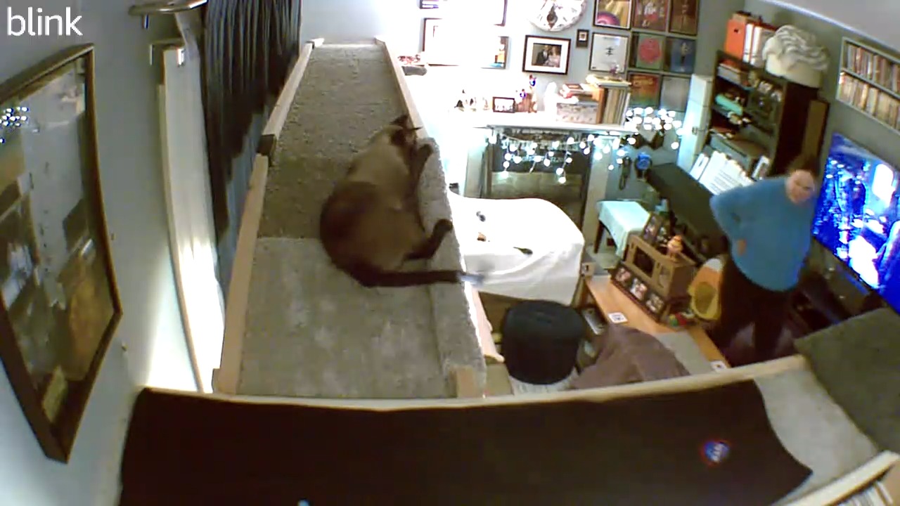 Blink Cats Object Detection Dataset By Gii