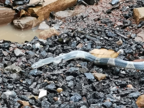 How to Use the detect-snake Object Detection API