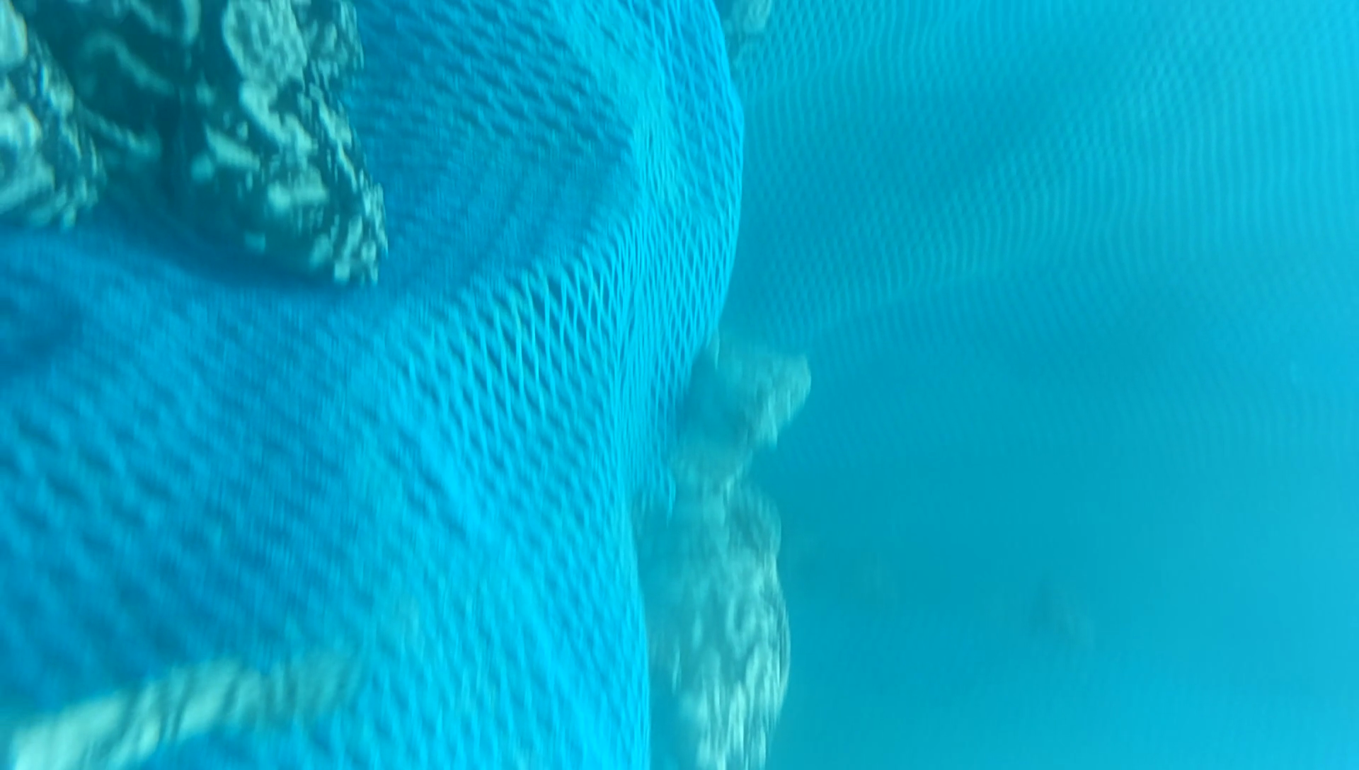 kerapu model Object Detection Dataset and Pre-Trained Model by cobatrain