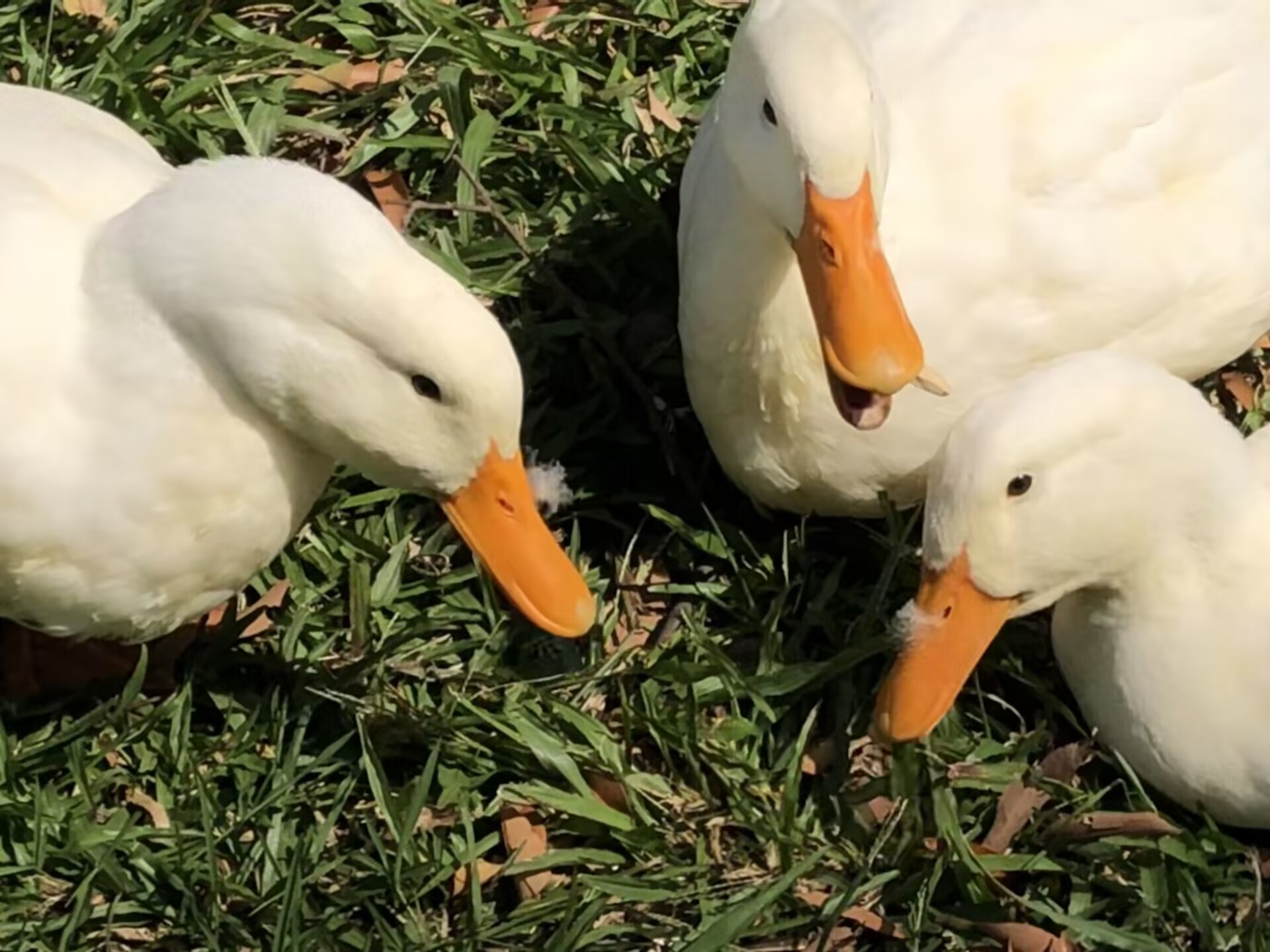 PP-YOLO ducks Object Detection Dataset and Pre-Trained Model by ...