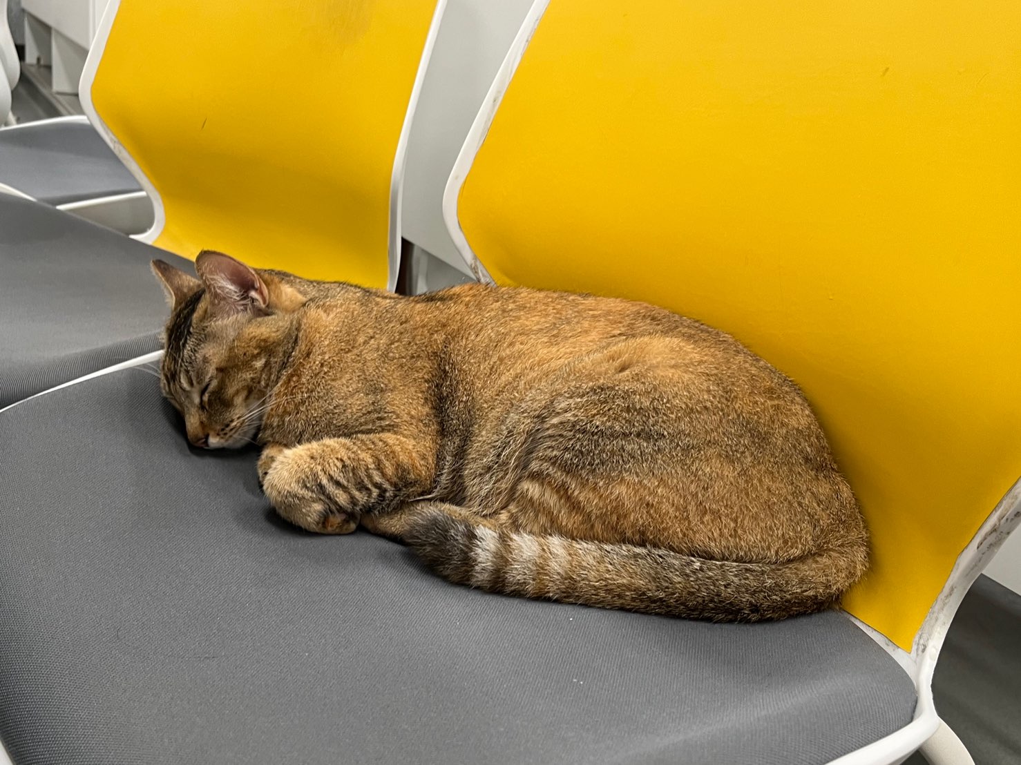 PP-YOLO cats Object Detection Dataset and Pre-Trained Model by ...