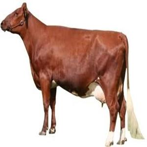 Red Dane Cattle Object Detection Dataset by SLIIT