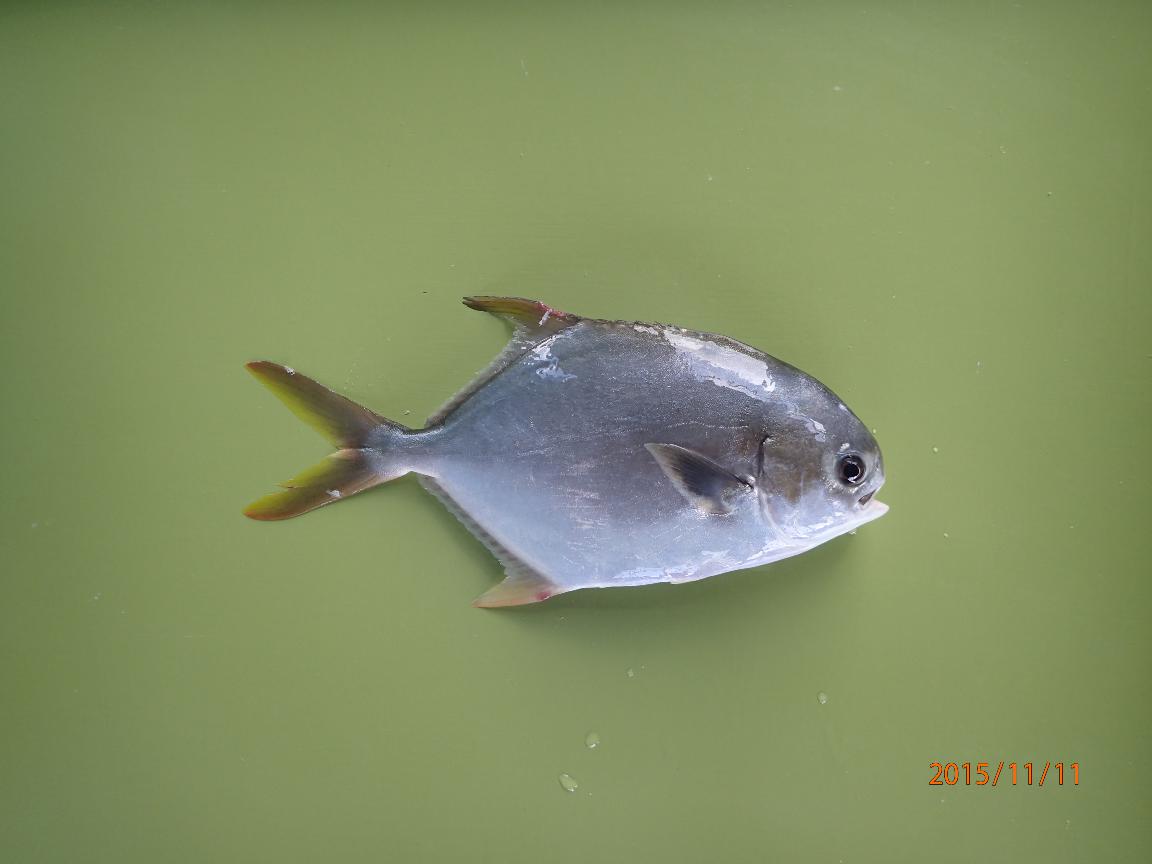 fish Object Detection Dataset by test