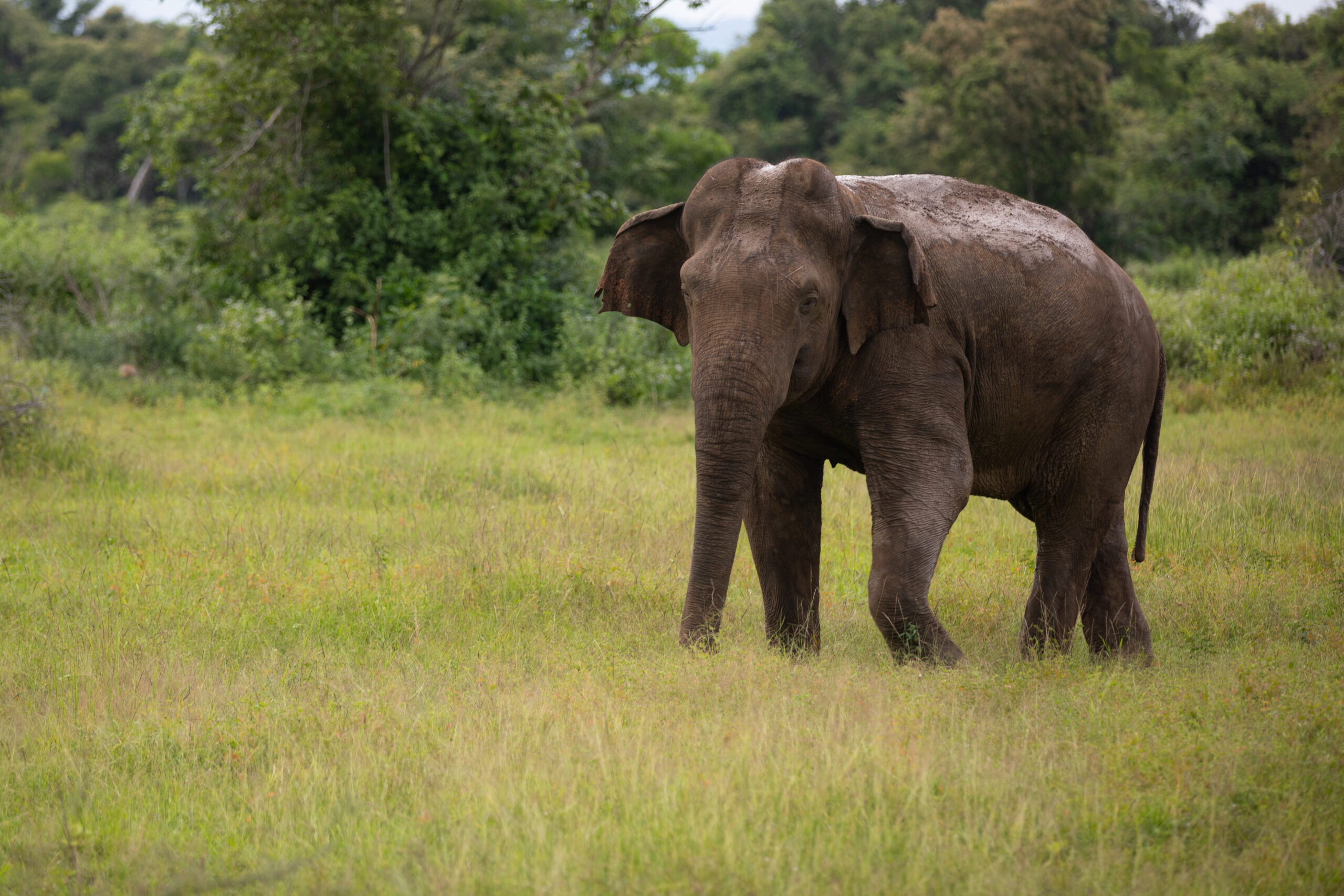 Elephant model Object Detection Dataset and Pre-Trained Model by ...