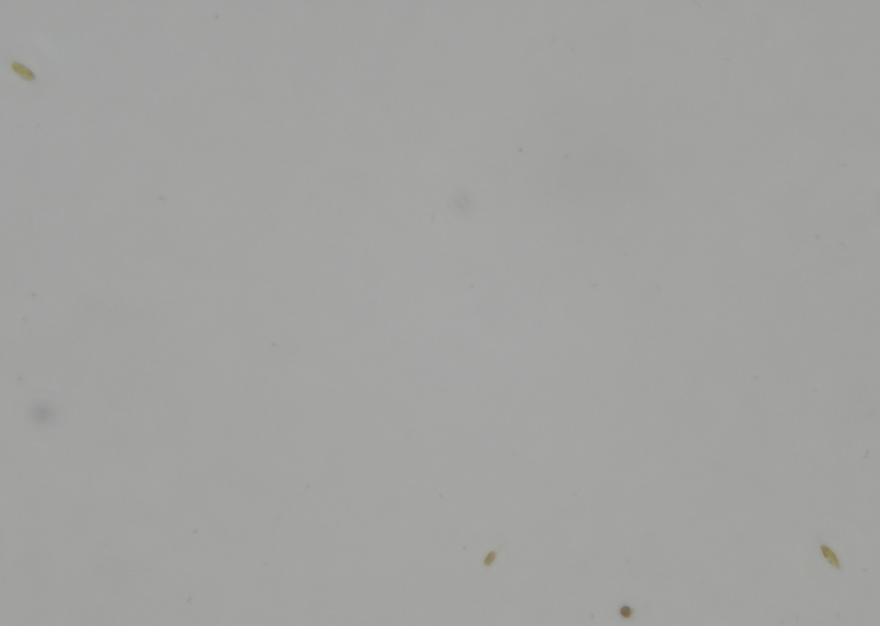 Cell Detection Object Detection Dataset By Mrblack