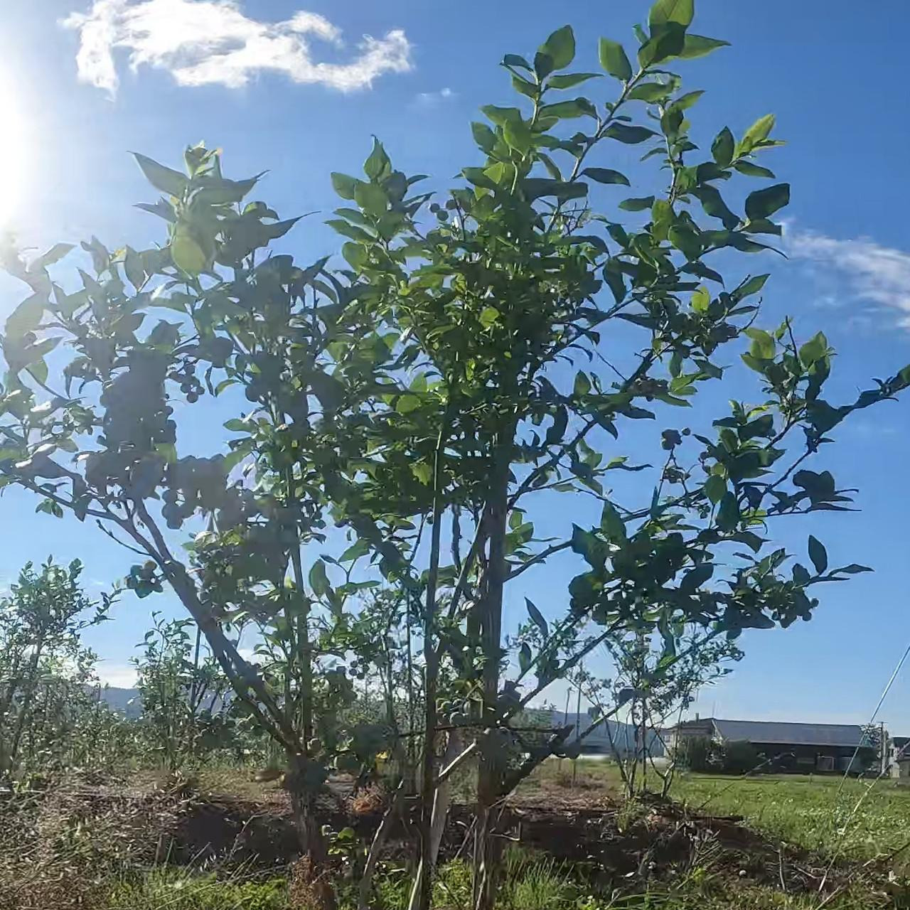 tree_gopro Object Detection Dataset by Kazuki Matsuoka