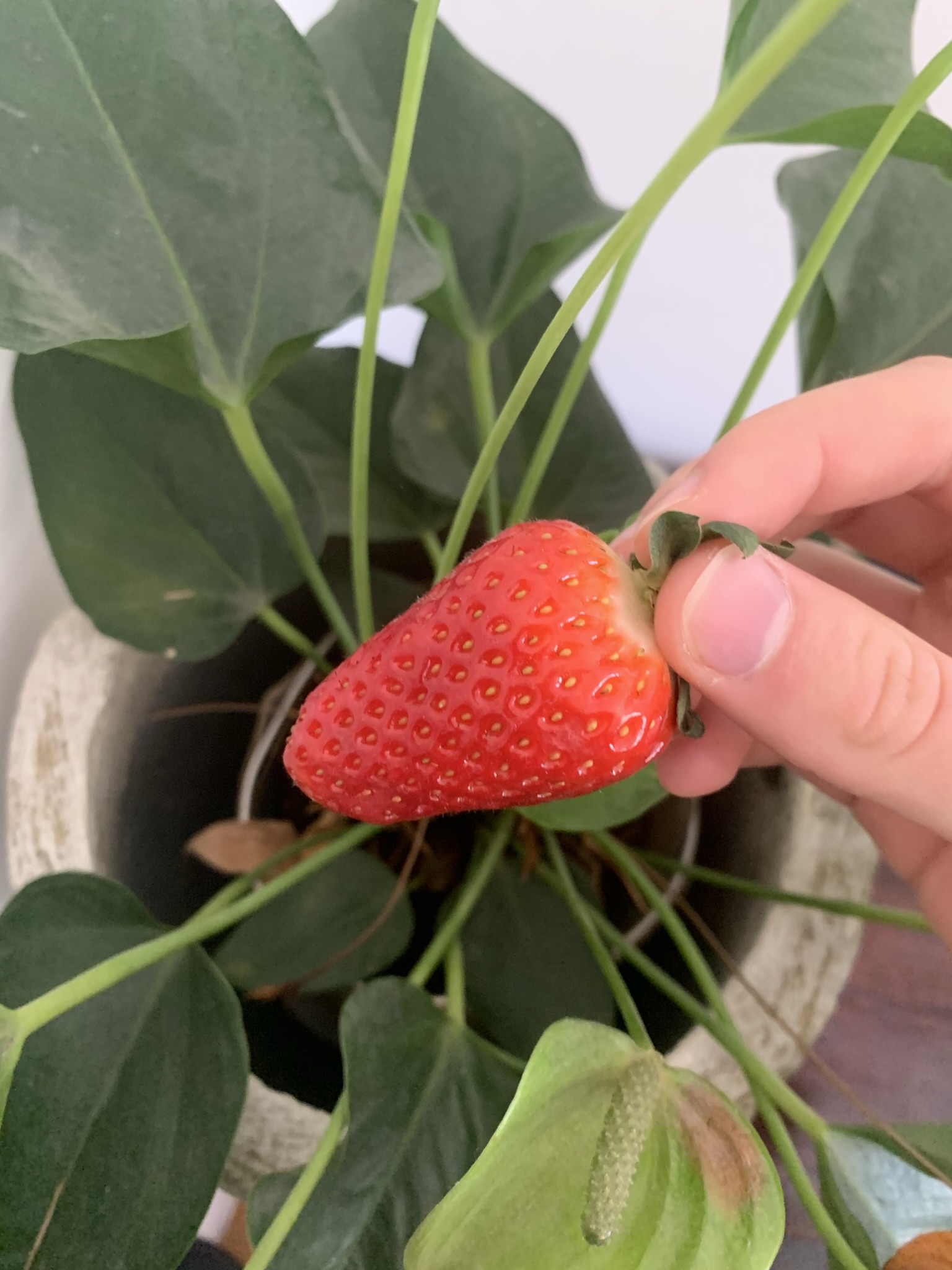 Strawberries Object Detection Dataset by Chris Swart