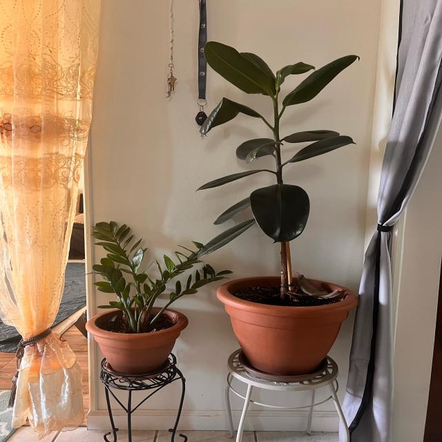 Indoor plants Object Detection Dataset by New York Instittute of Technology