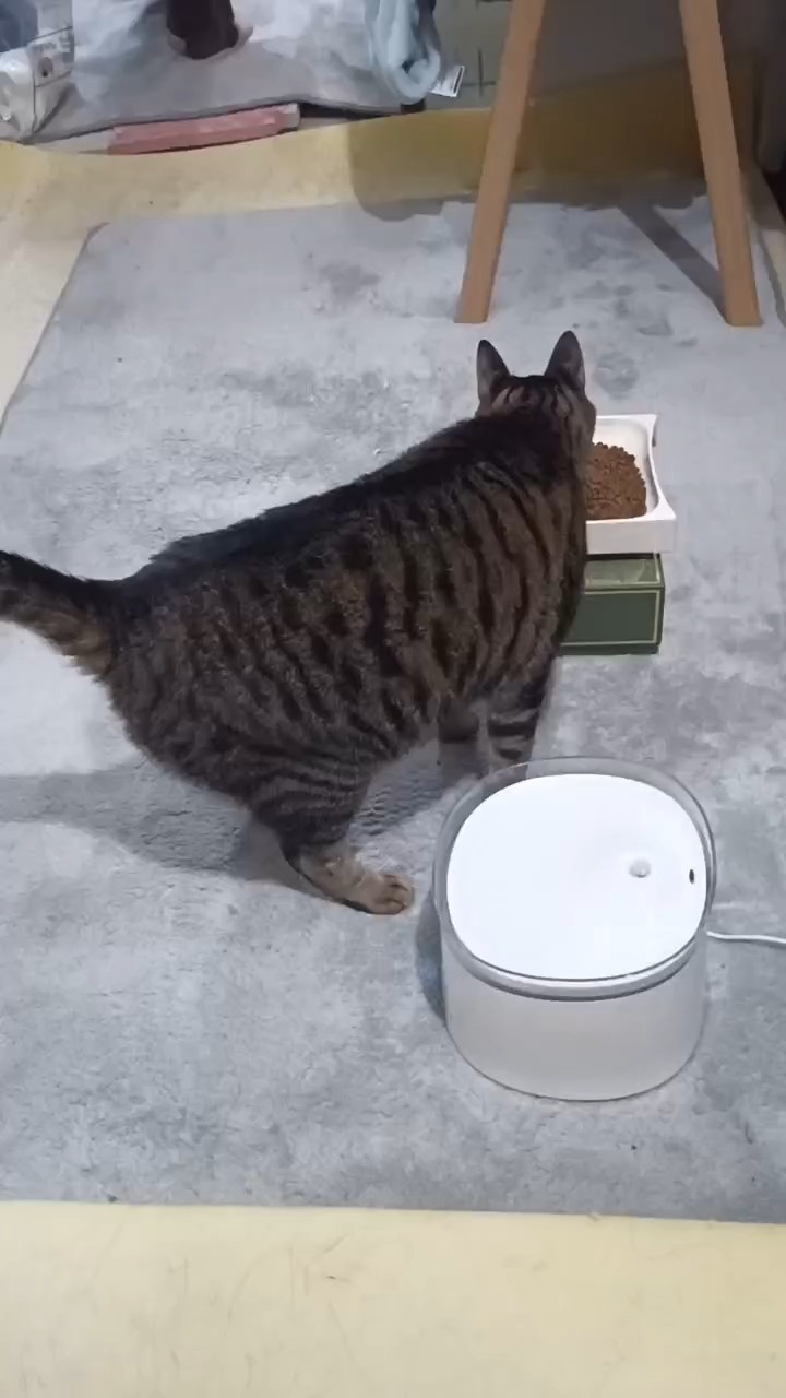 cat model Object Detection Dataset by machinelearning