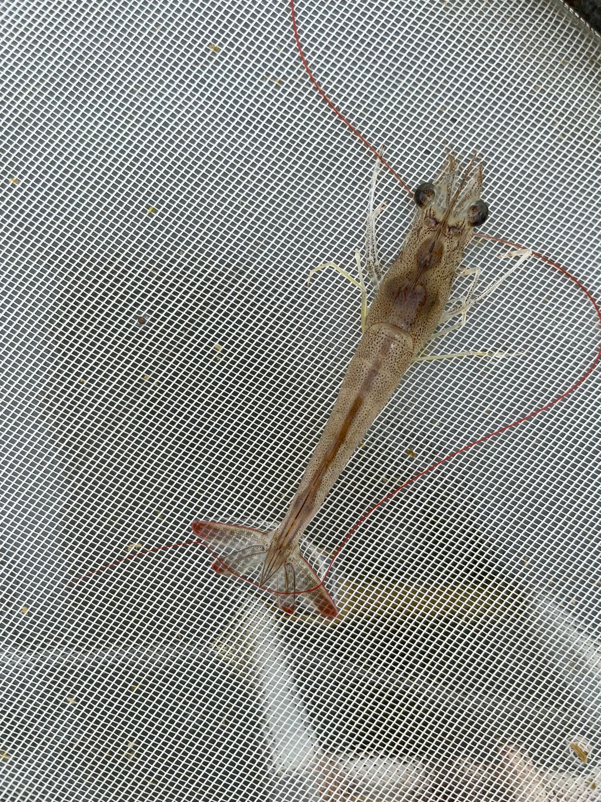 Shrimp Instance Segmentation Dataset By Trm