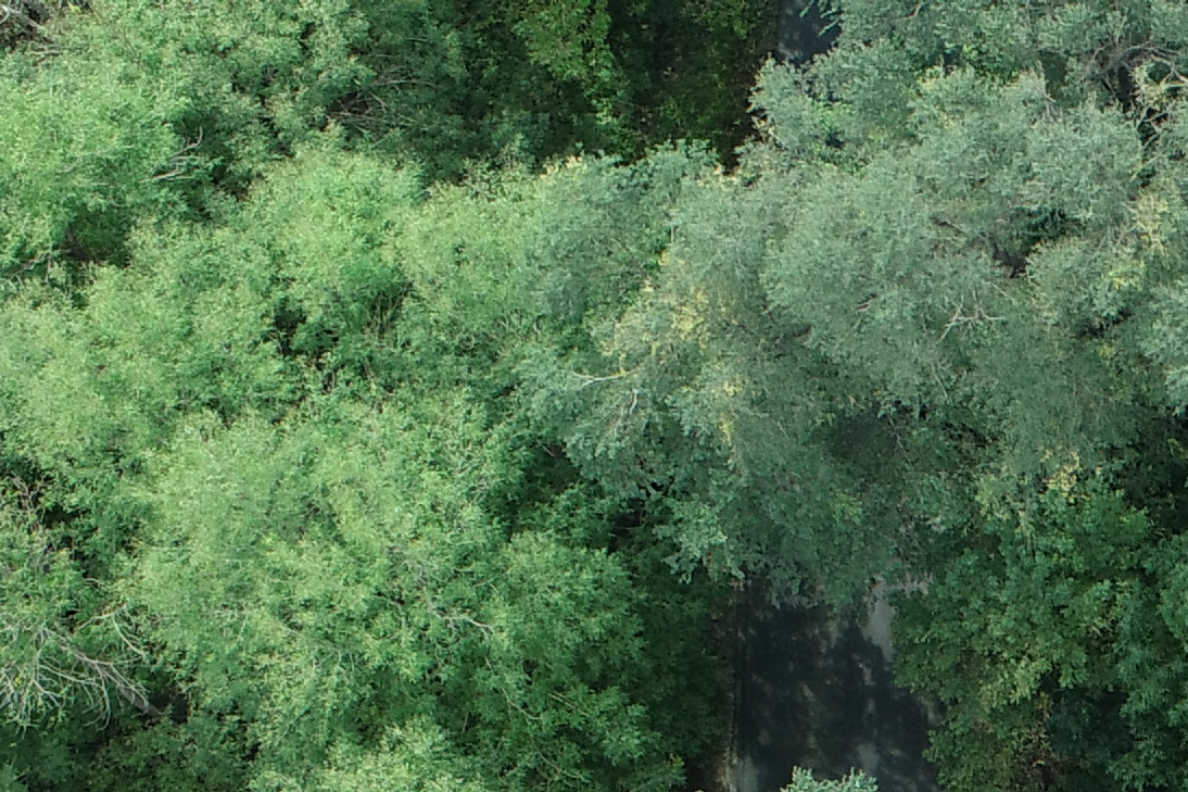 Tree Detection Object Detection Dataset By New Workspace Eey78