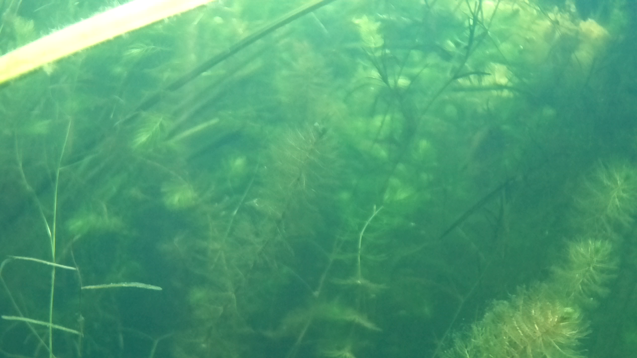 How to Use the Freshwater Fish Detection Object Detection API How to Use the Freshwater Fish Detection Object Detection API