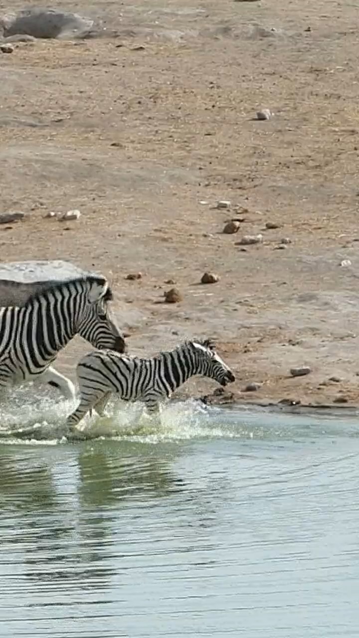 Animal Detection Object Detection Dataset and Pre-Trained Model by Project