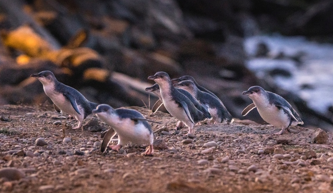 Penguin Counting Object Detection Dataset and Pre-Trained Model by ...