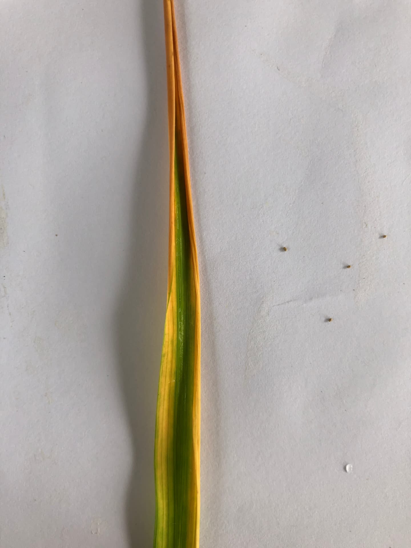 PA Classification Dataset by ELKA