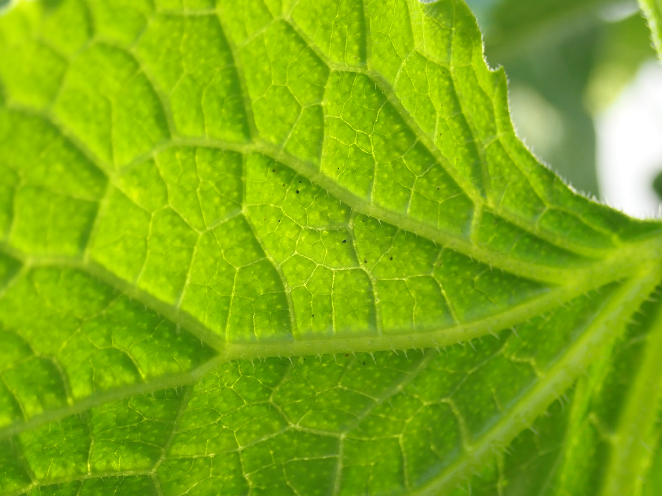 Cucumber Pests Test Classification Dataset By New Workspace 3makk