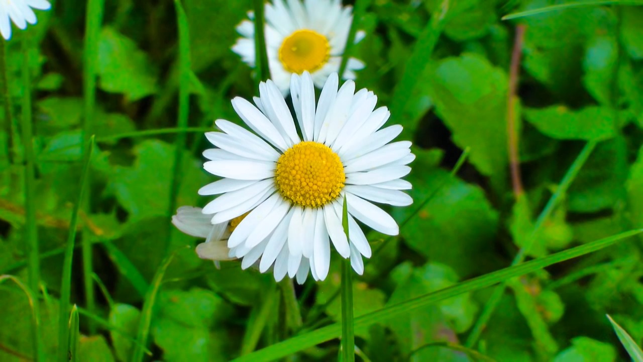 Yolov8 Object Detection Dataset And Pre Trained Model By Artvis