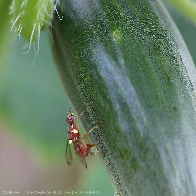 Cucumber Pests Object Detection Dataset By Aimit