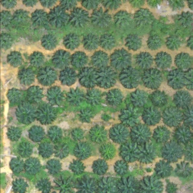 Oil Palm Tree Detection Object Detection Dataset and Pre-Trained Model by Dimitra