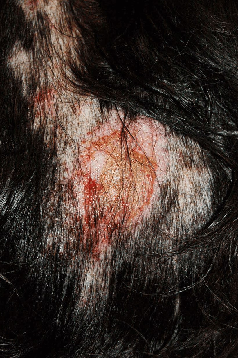 dog skin Classification Dataset by Samit Mhatre