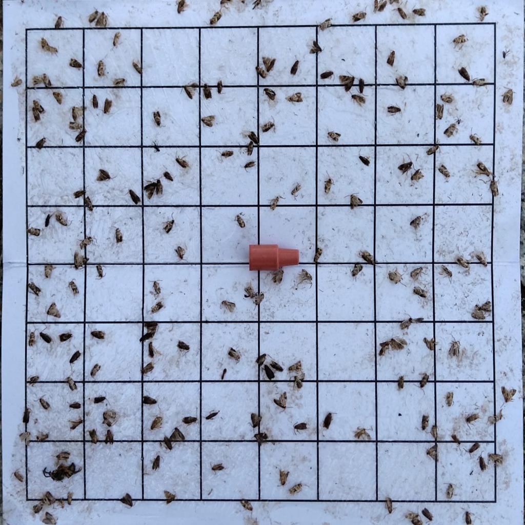 grape_moth_1 Object Detection Dataset by Cláudia Teixeira