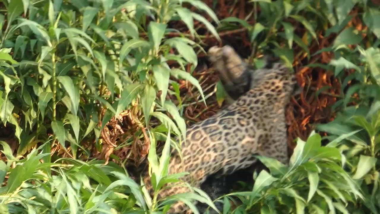 Kucing Besar Object Detection Dataset by roguewindrunner