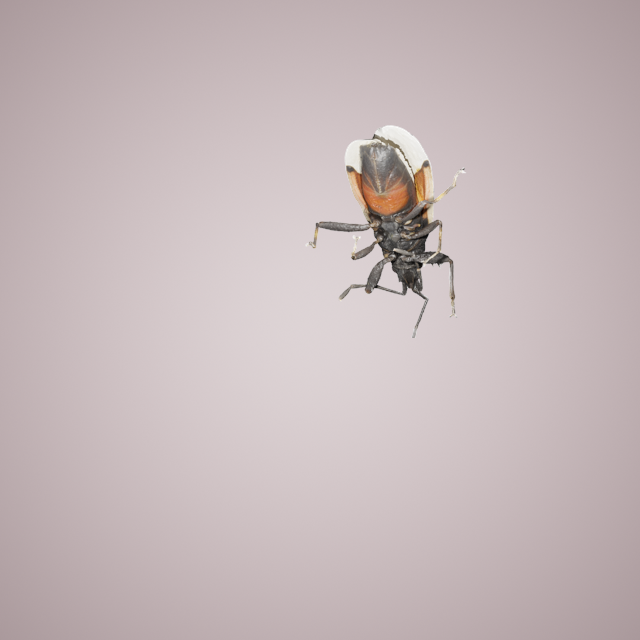 3D_Bugs Object Detection Dataset and Pre-Trained Model by Technische Universitt Darmstadt