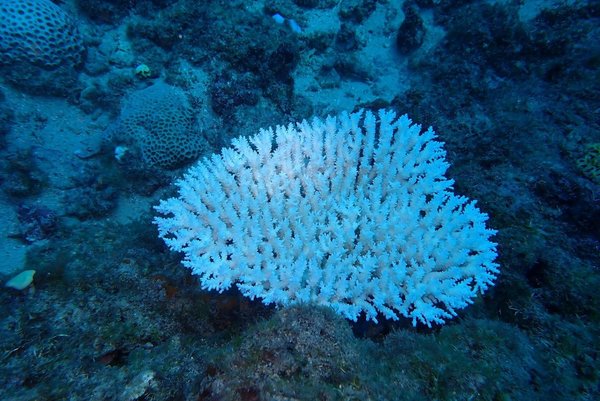 coral bleaching detection Object Detection Dataset and Pre-Trained Model by Object Detection