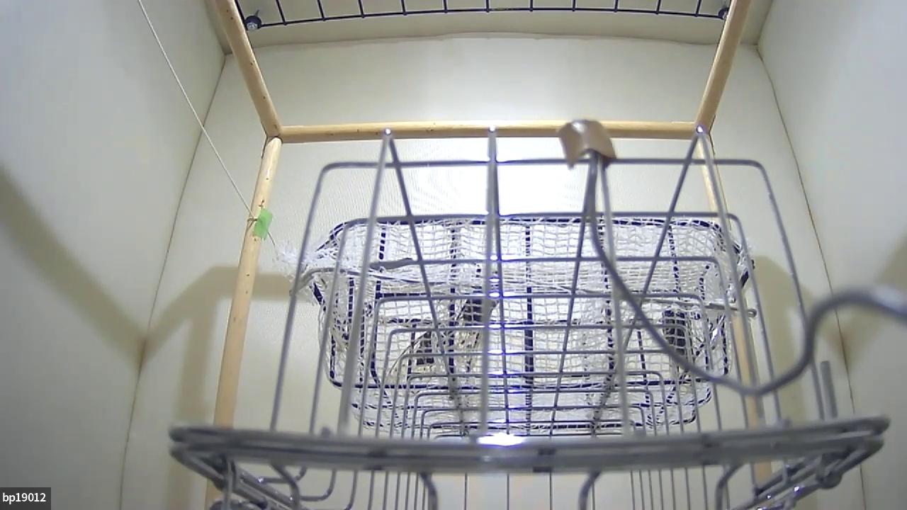 Cicada Detection5 Object Detection Dataset By Ogawa Kazuhiro