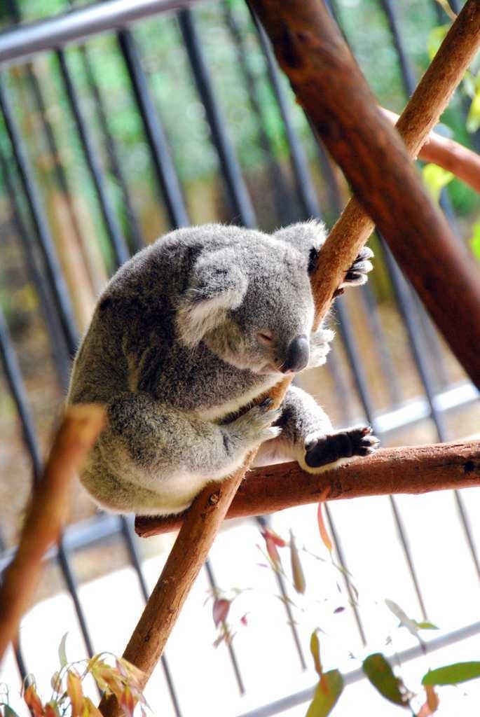 Koala Object Detection Object Detection Dataset And Pre Trained Model By Dnd