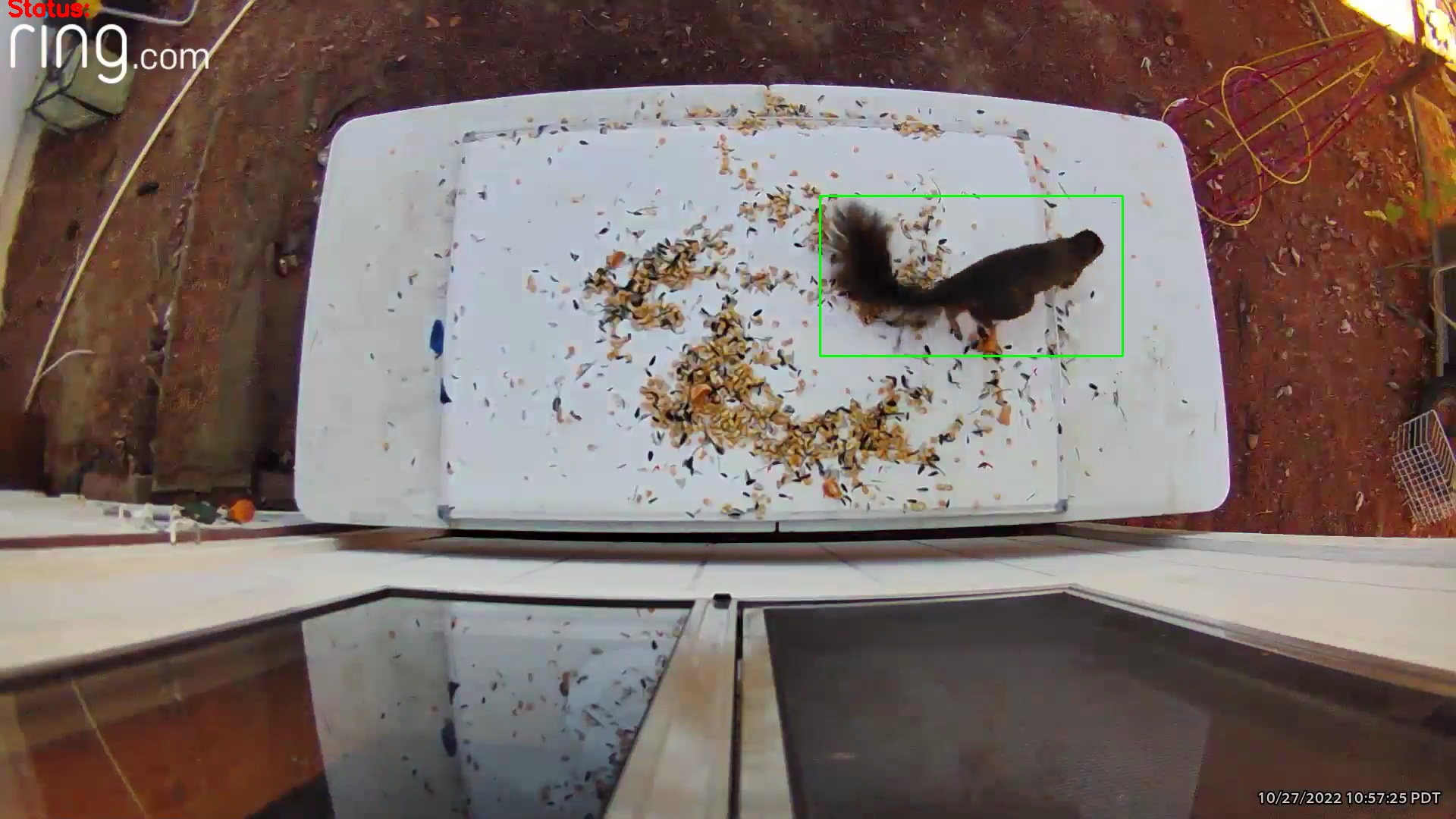 squirrel-backyard-science-yes-letsgo Object Detection Dataset and Pre-Trained Model by Jacob Sosine
