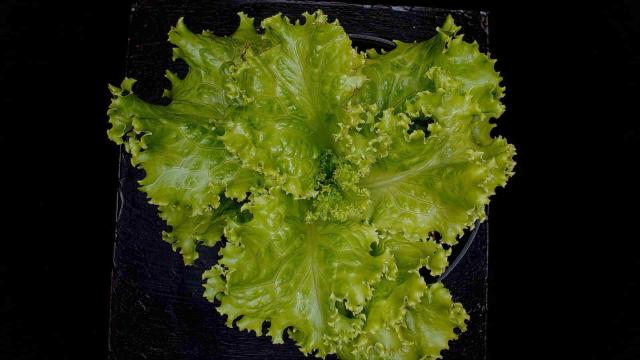 0623-augmented lettuce Classification Dataset by school