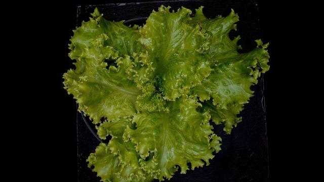 lettuce v2 Classification Dataset by school