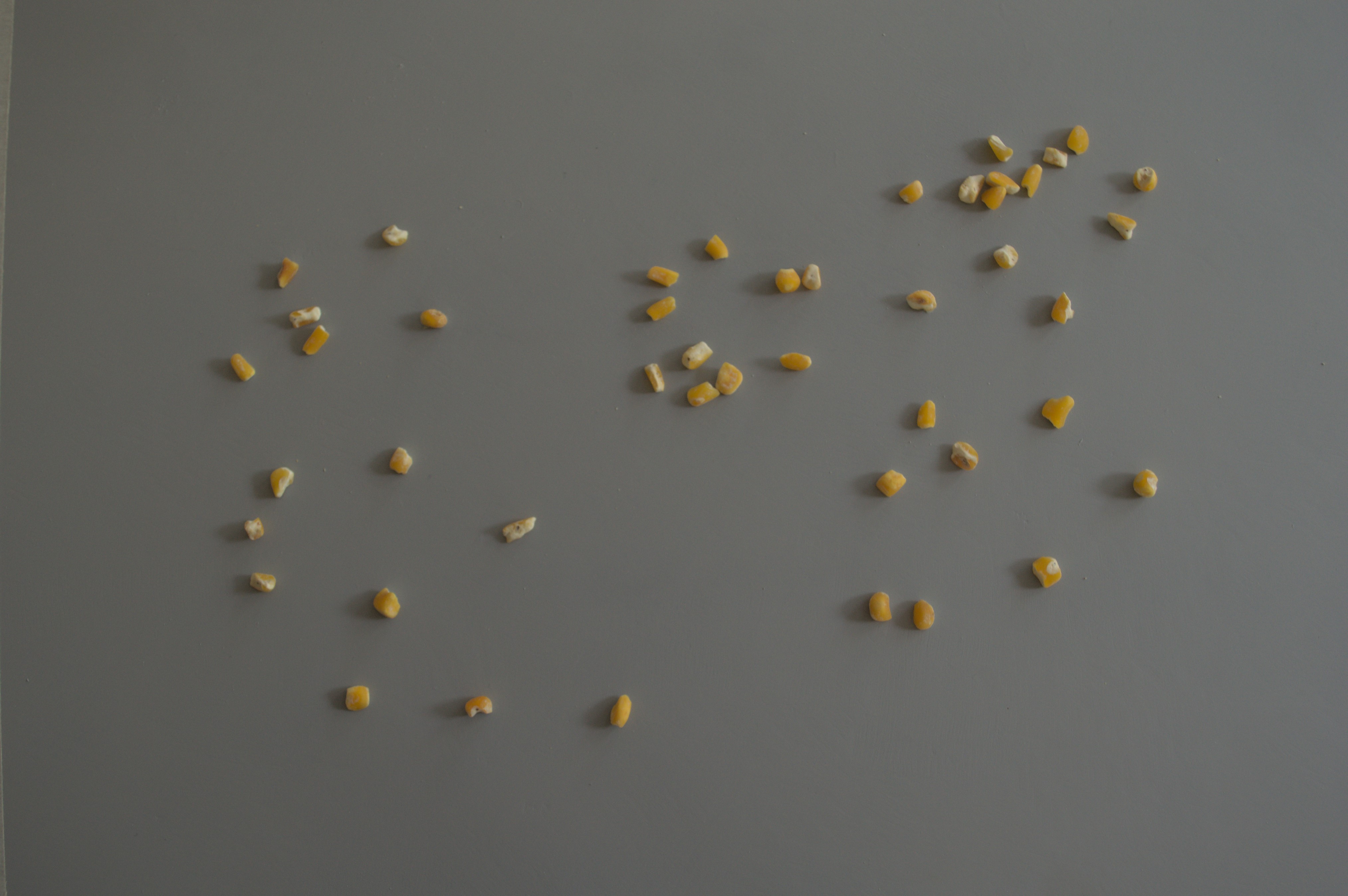Corn Defects Object Detection Dataset V6 2023 06 01 5 50pm By