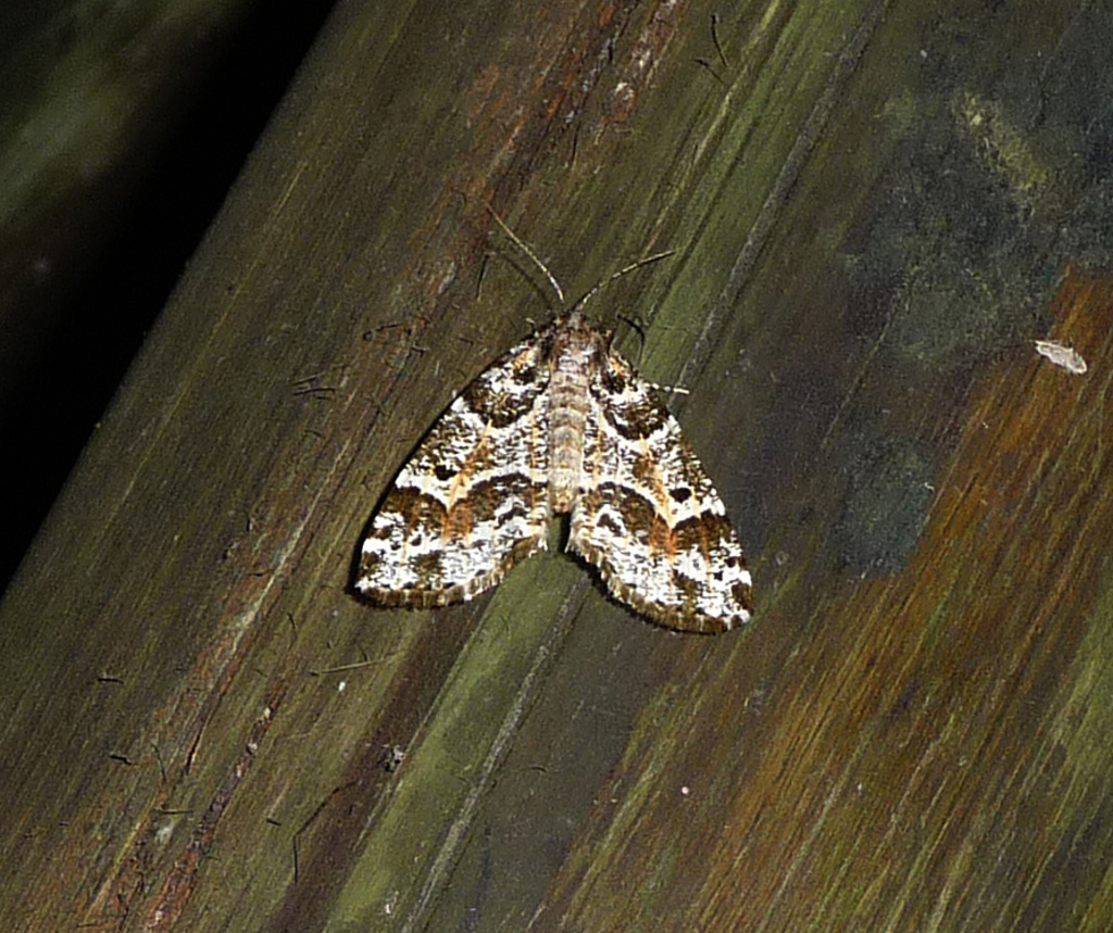 Insects Species Object Detection Dataset by Soumya