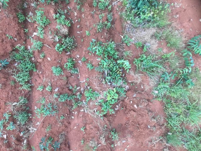 Cassava detection Object Detection Dataset (v1, 2023-05-01 5:37pm) by ... Cassava detection Object Detection Dataset (v1, 2023-05-01 5:37pm) by ...