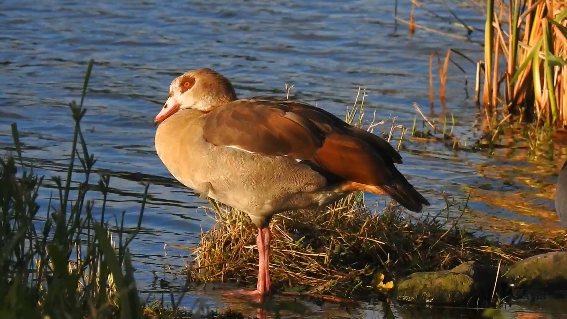 bird Object Detection Dataset and Pre-Trained Model by Bird Project