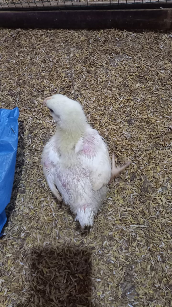 ayam sample Instance Segmentation Dataset by ayam check