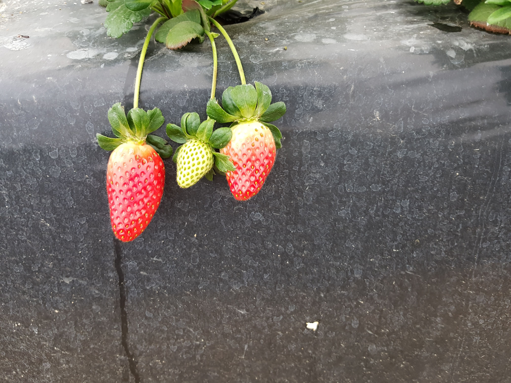 How to Use the Strawberry Detection Object Detection API